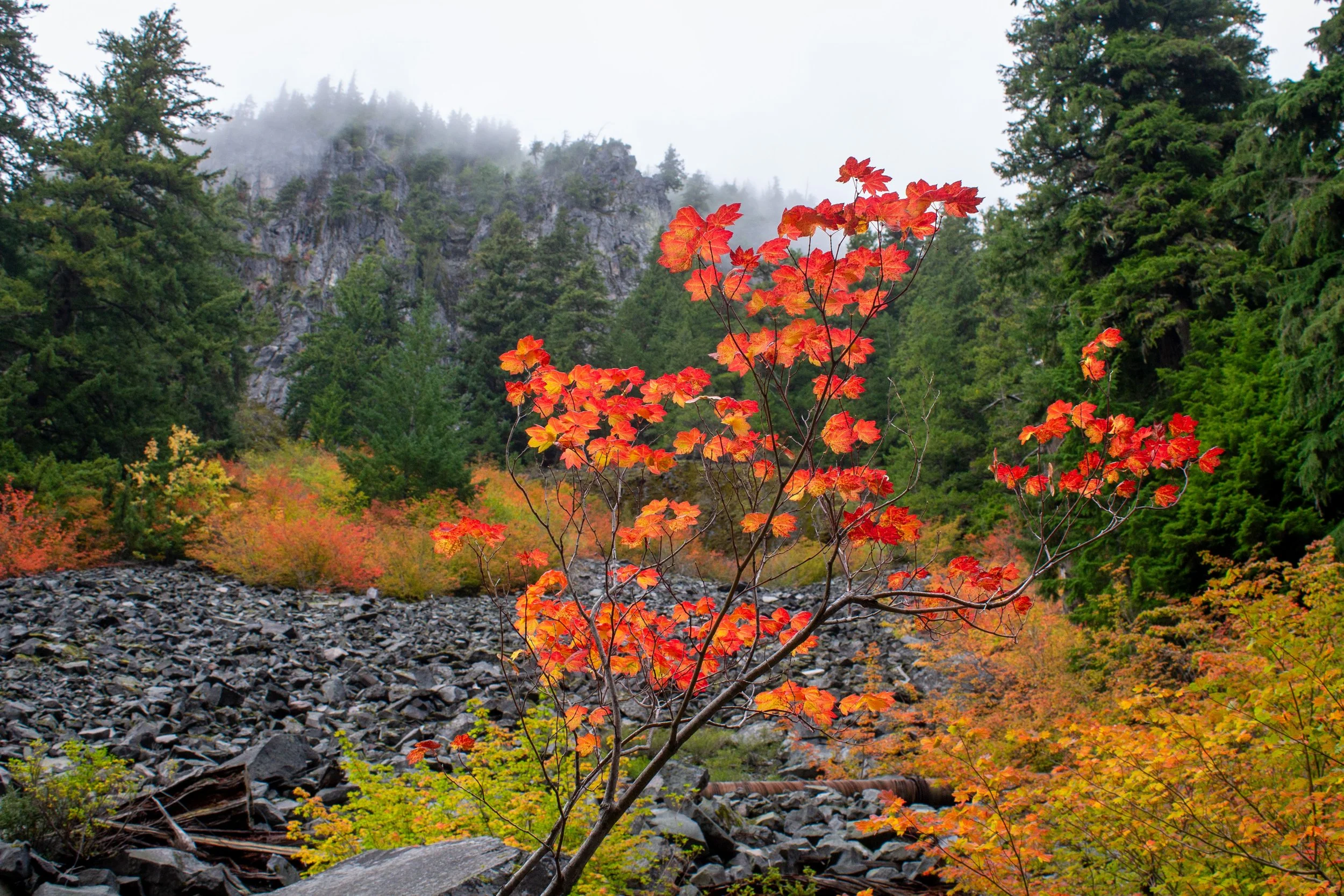 Quick Guide to Visiting Mt Rainier National Park in October — Pines and ...