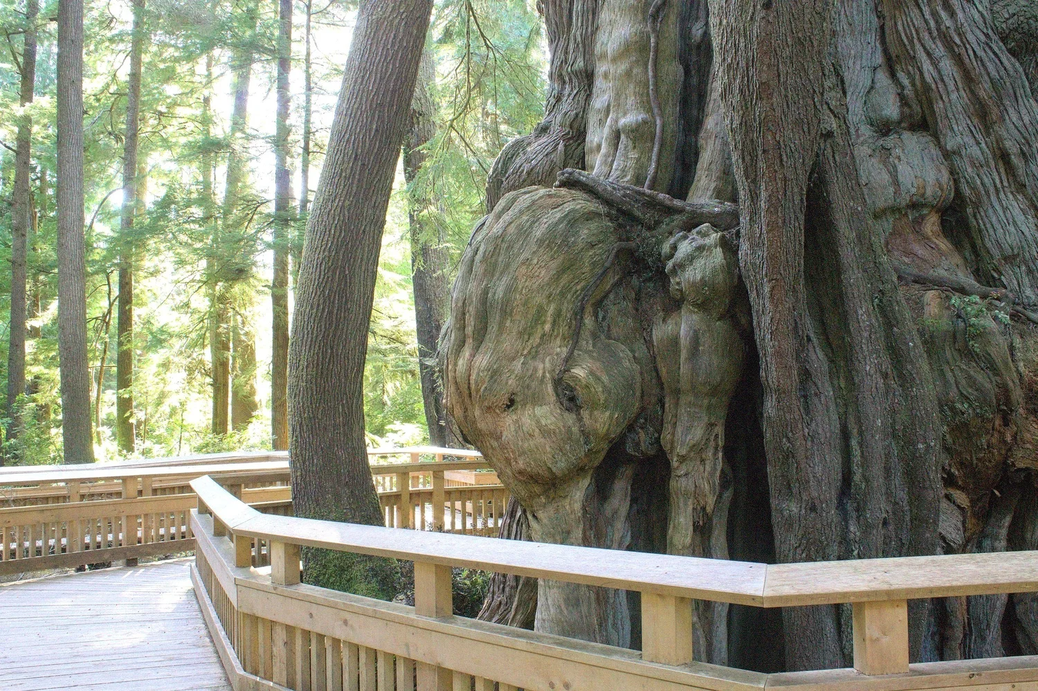 Hiking the Big Tree Trail in Rockaway Beach — Pines and Vines