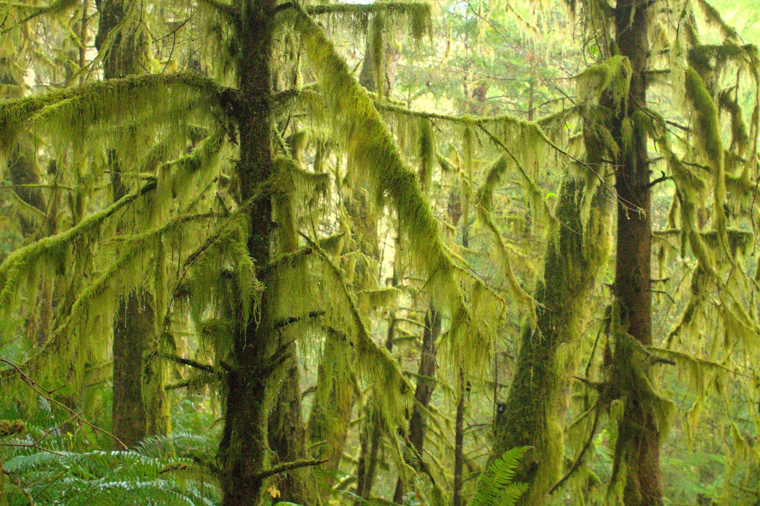 Ecola State Park and the Clatsop Loop Trail — Pines and Vines — Pines ...