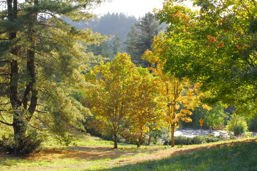 12 Beautiful Parks for Hiking in Portland — Pines and Vines — Pines and ...