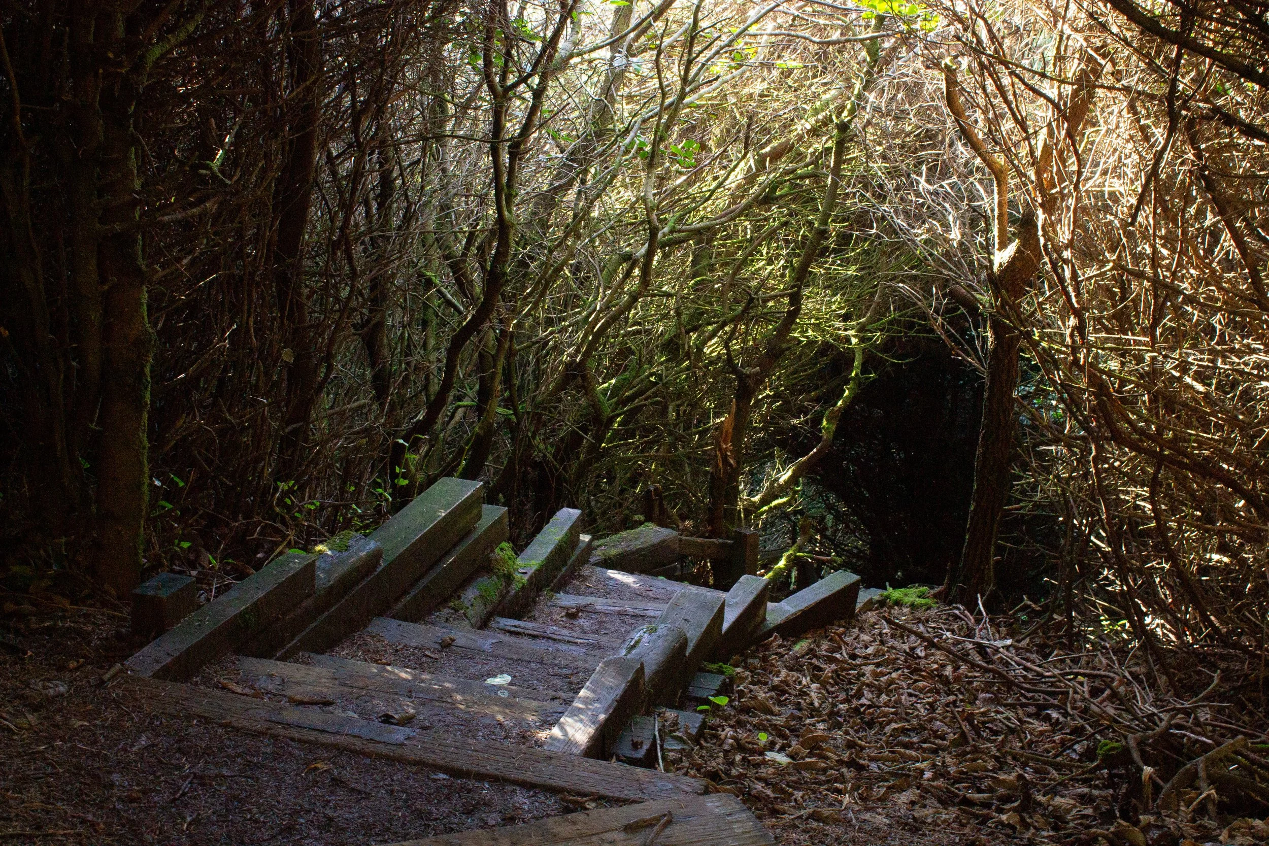 How to Find Short Beach on the Oregon Coast — Pines and Vines