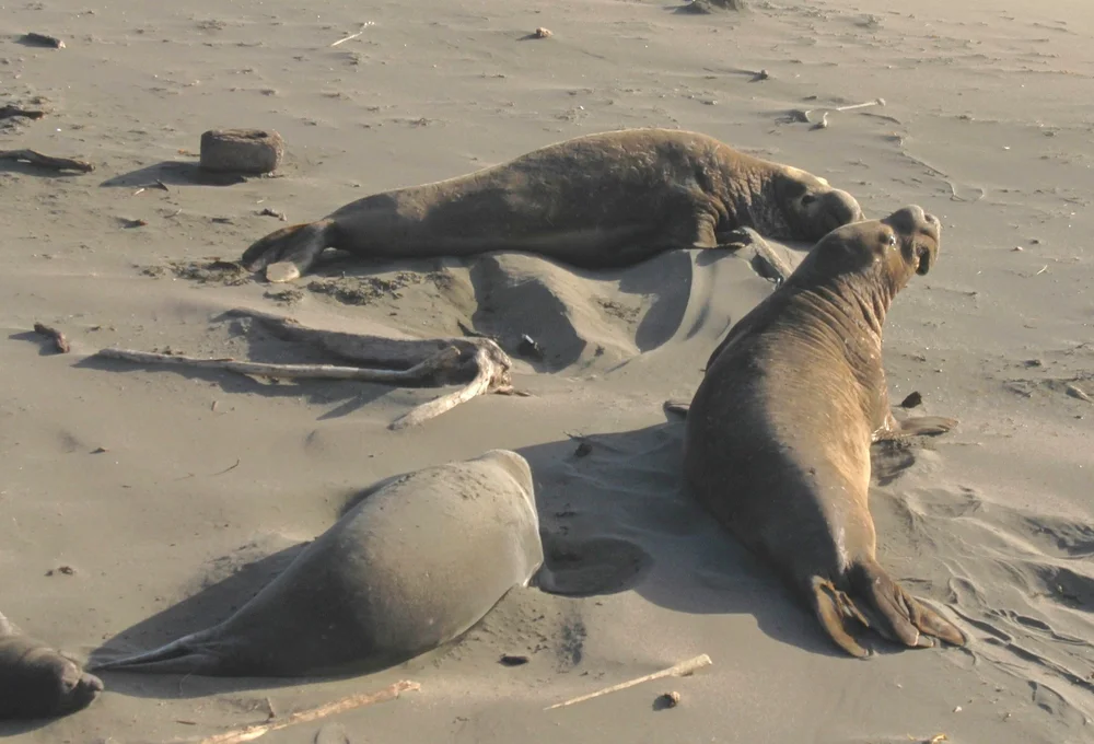 3 Stunning Parks on the Cape Arago Scenic Highway (+ bonus stops ...