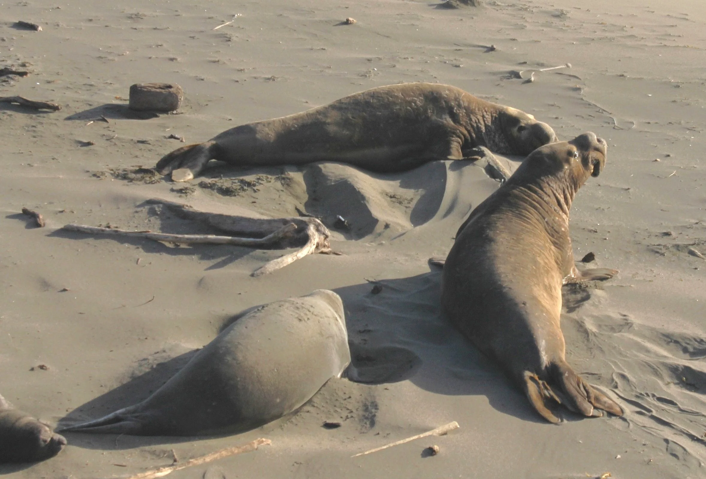 3 Stunning Parks on the Cape Arago Scenic Highway (+ bonus stops ...