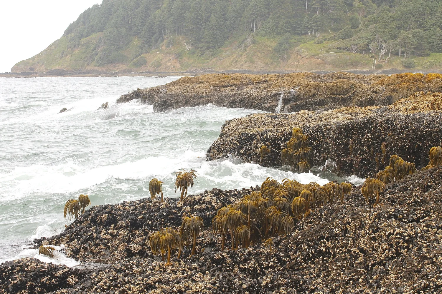 20 Best Oregon Coast Beaches to See Tidepools — Pines and Vines
