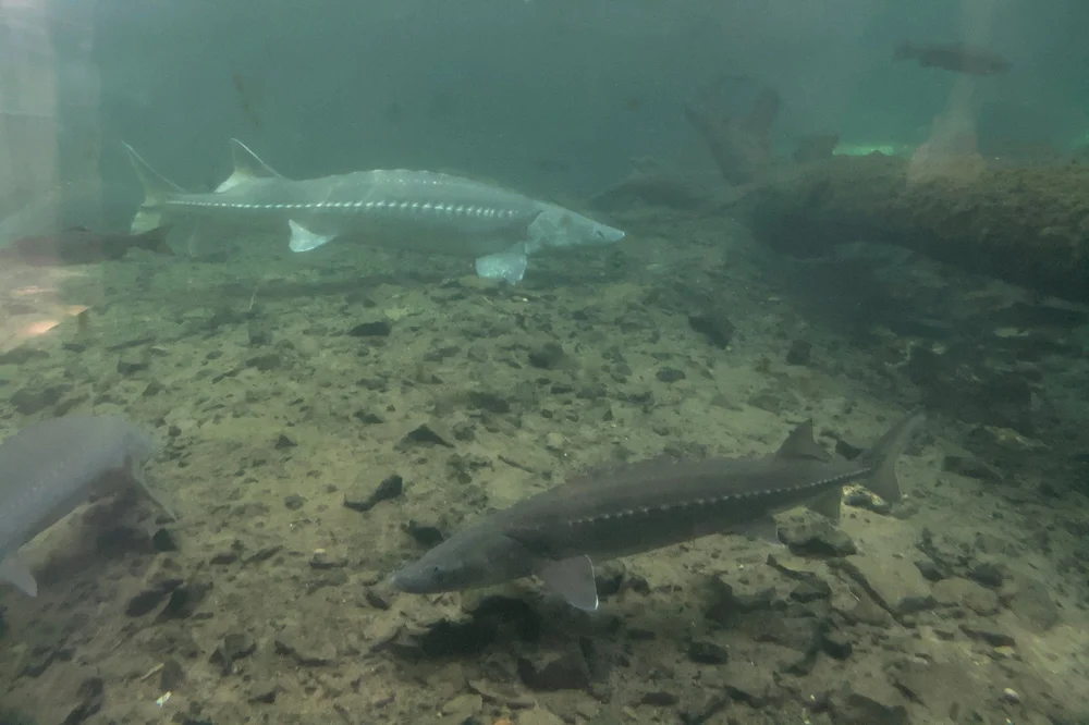 How to Watch the Salmon Migrate at Bonneville Dam — Pines and Vines