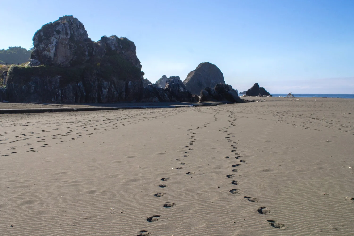 Quick Guide to Harris Beach State Park — Pines and Vines