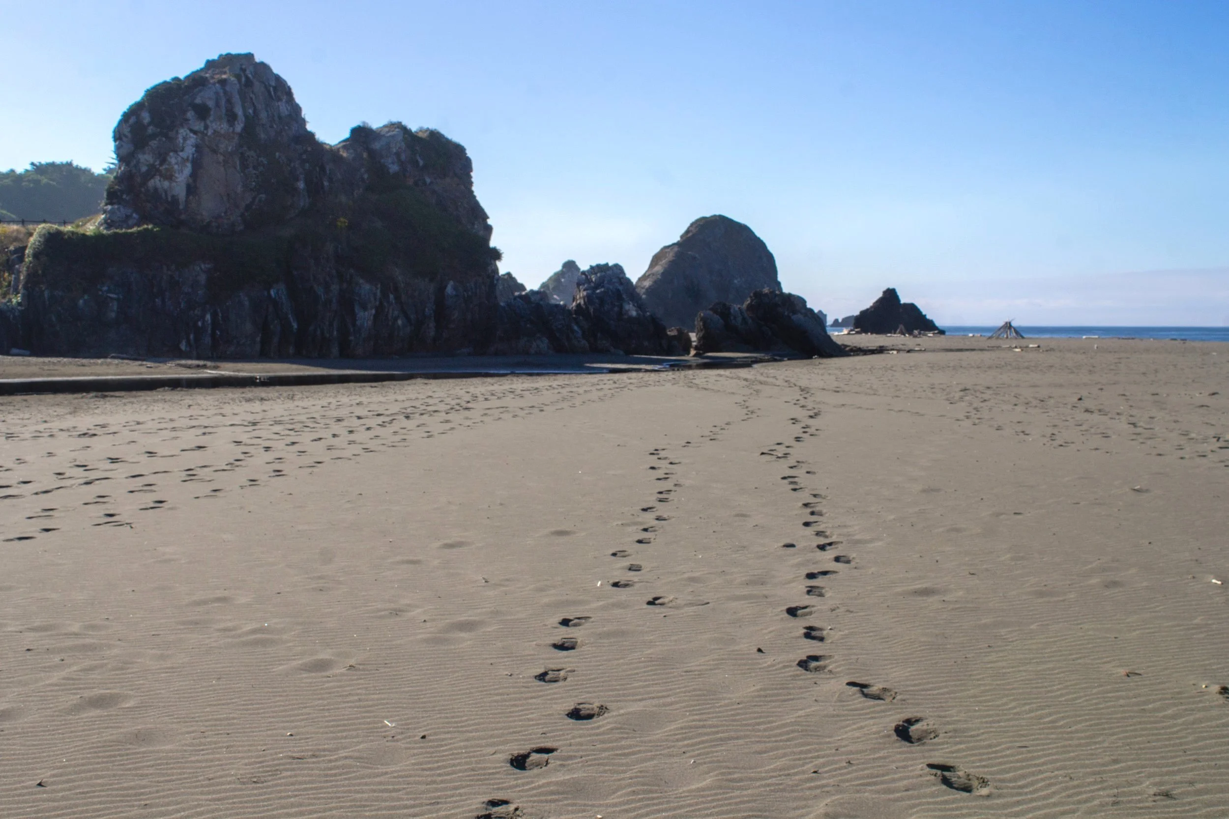 Quick Guide to Harris Beach State Park — Pines and Vines