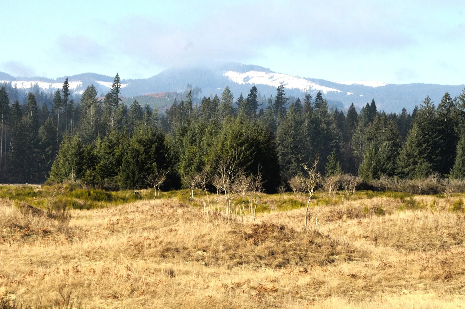 Washington’s Mysterious Mima Mounds — Pines and Vines — Pines and Vines