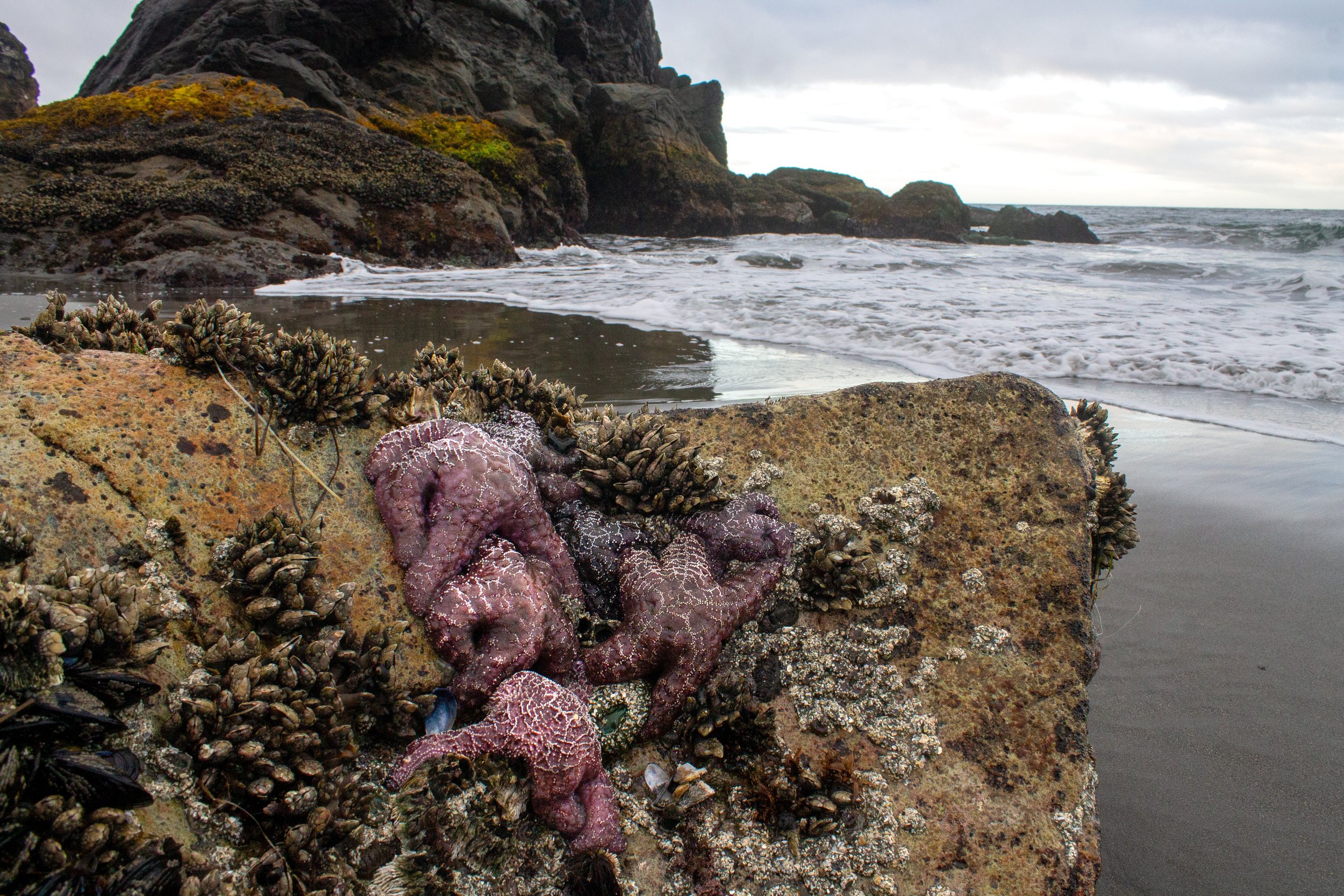 Quick Guide to Harris Beach State Park — Pines and Vines