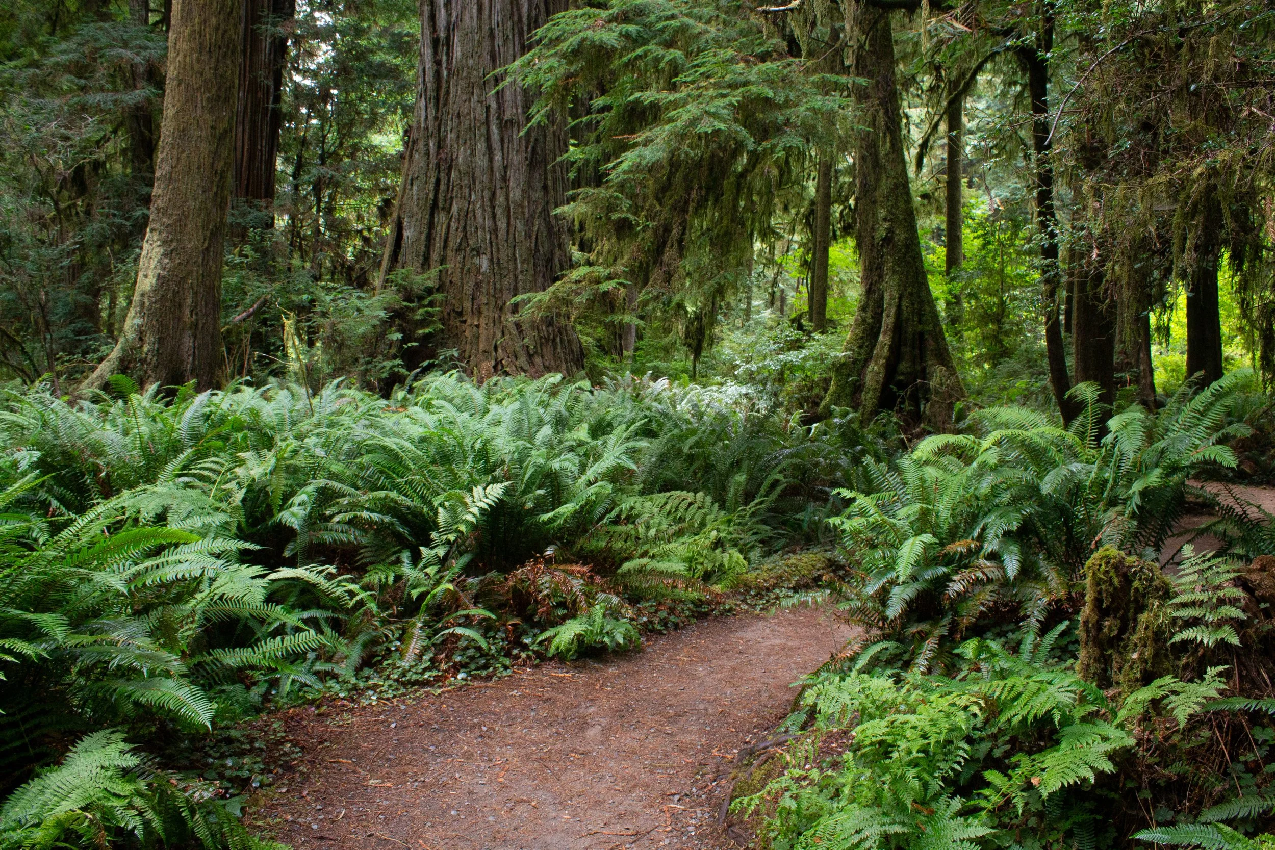 Quick Guide to Jedediah Smith Redwoods State Park — Pines and Vines