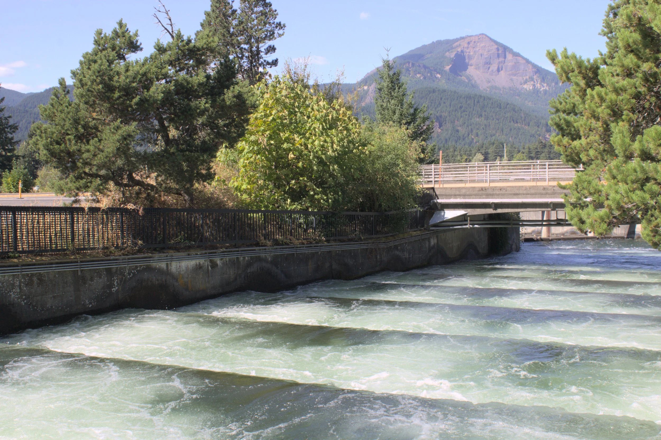 How to Watch the Salmon Migrate at Bonneville Dam — Pines and Vines