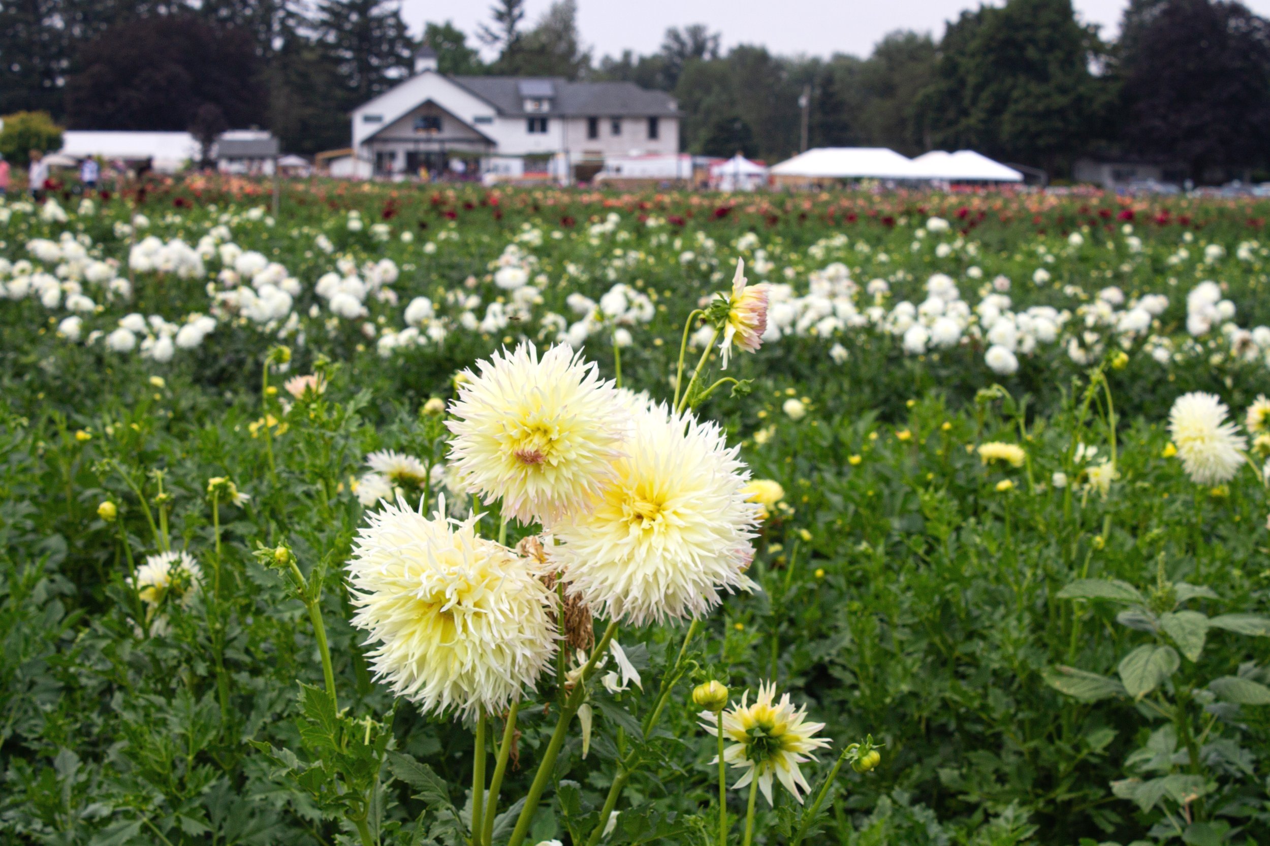 Swan Island Dahlia Festival — Pines and Vines