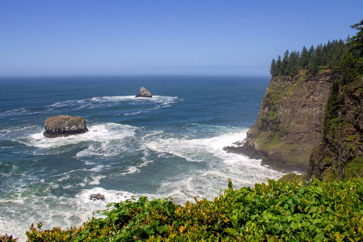 A Day at the Oregon Coast — Pines and Vines