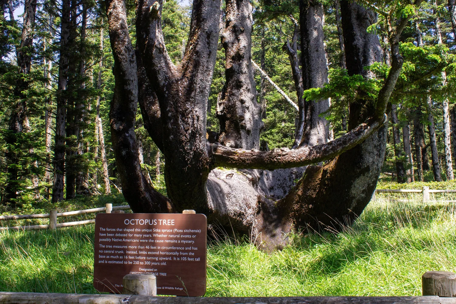 Quick Guide to Cape Meares State Scenic Viewpoint — Pines and Vines