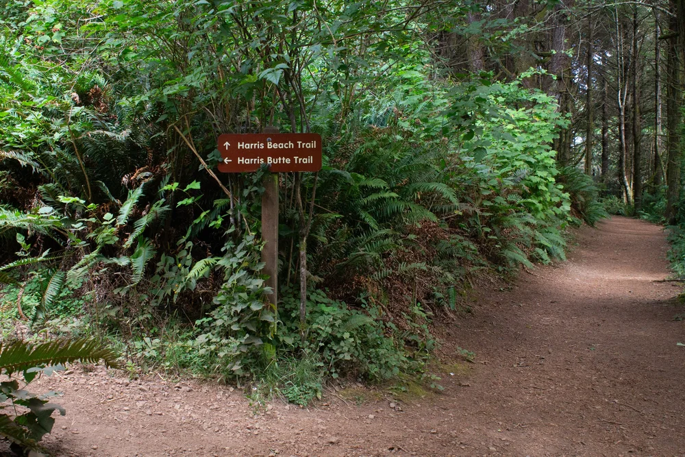 Quick Guide to Harris Beach State Park — Pines and Vines