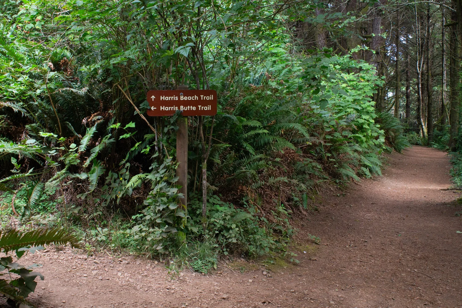 Quick Guide To Harris Beach State Park — Pines And Vines