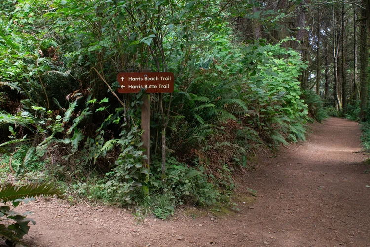 Quick Guide to Harris Beach State Park — Pines and Vines