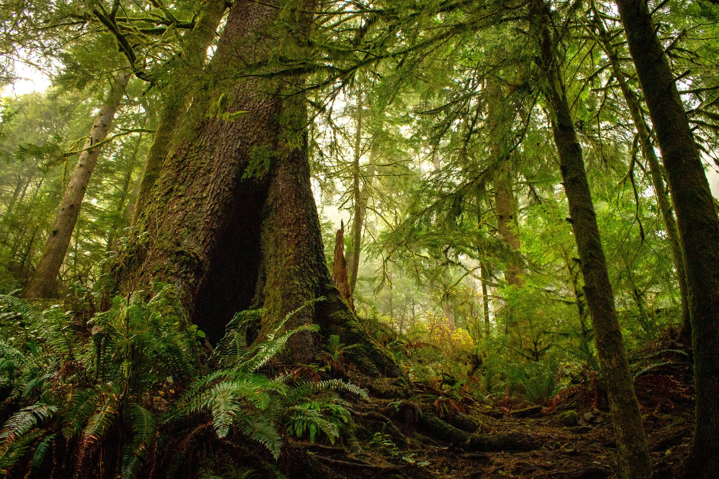 Clatsop Loop Trail — Pines and Vines