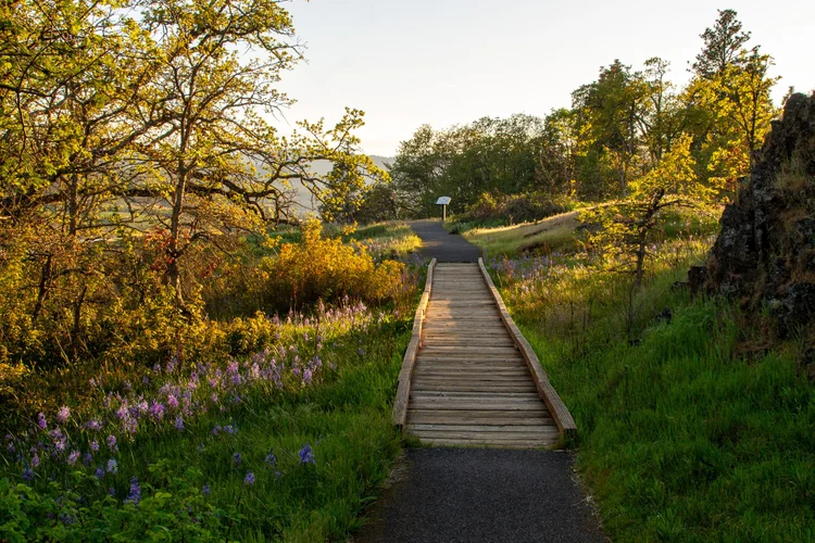 Catherine Creek Hiking Guide — Pines and Vines