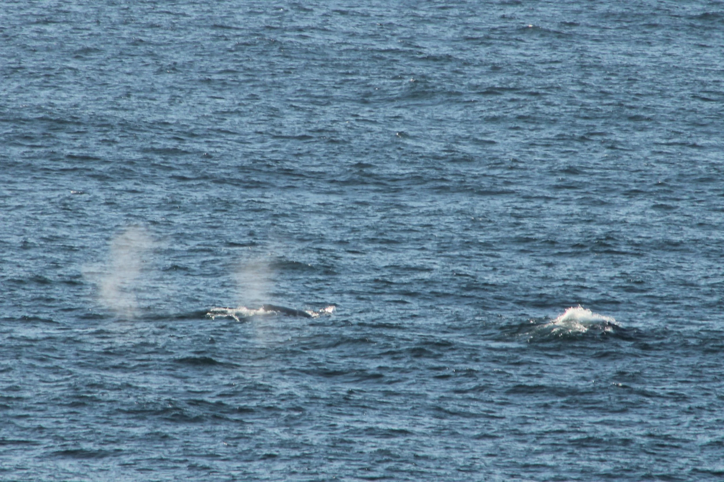 Quick Guide to Whale Watching at the Oregon Coast — Pines and Vines