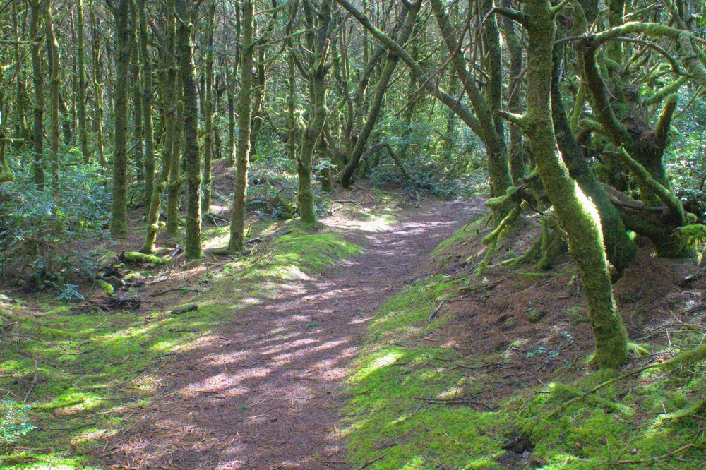 Sitka Sedge State Natural Area Hiking Guide — Pines and Vines