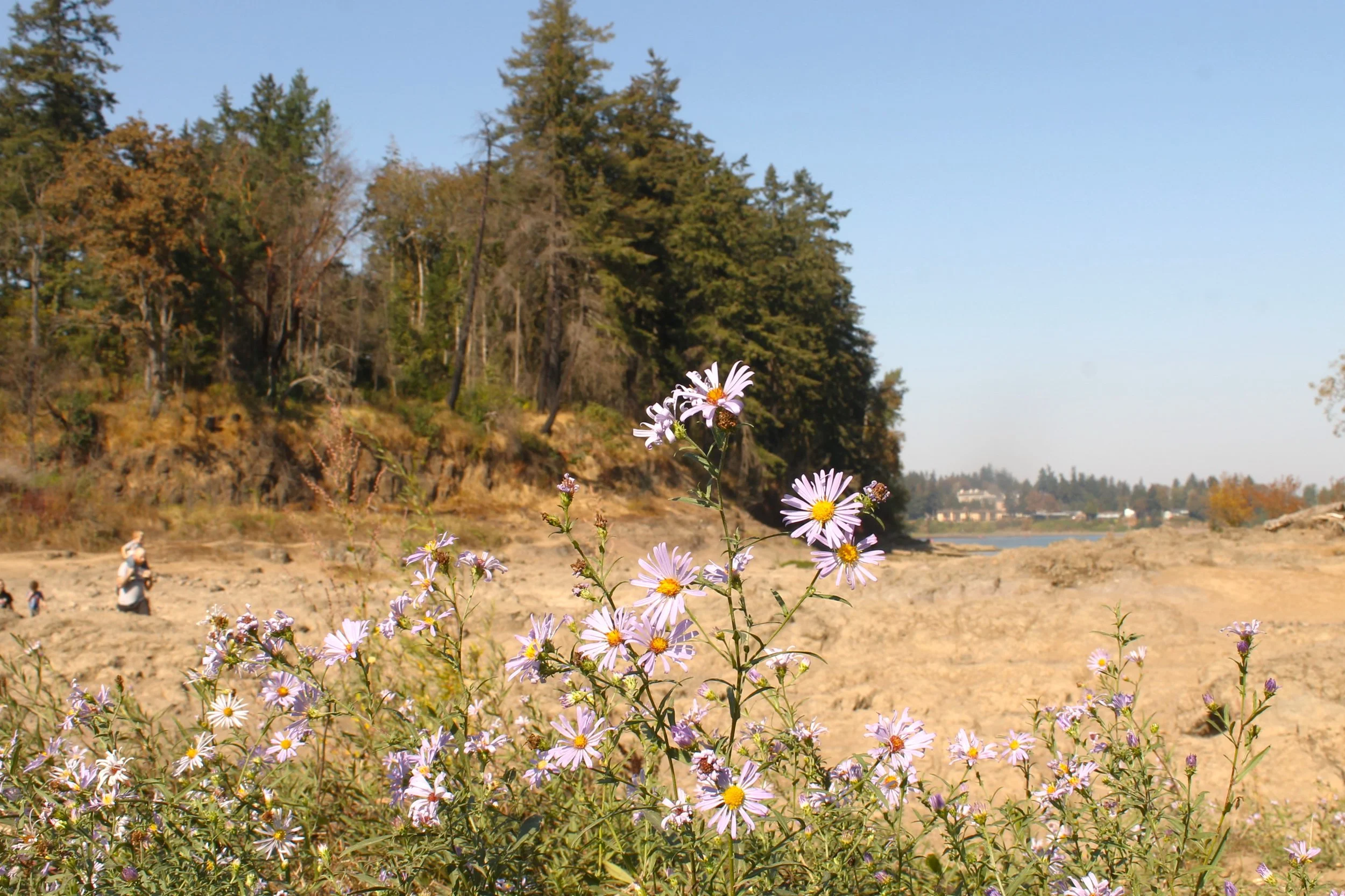 Portland's Magnificent Elk Rock Island — Pines and Vines