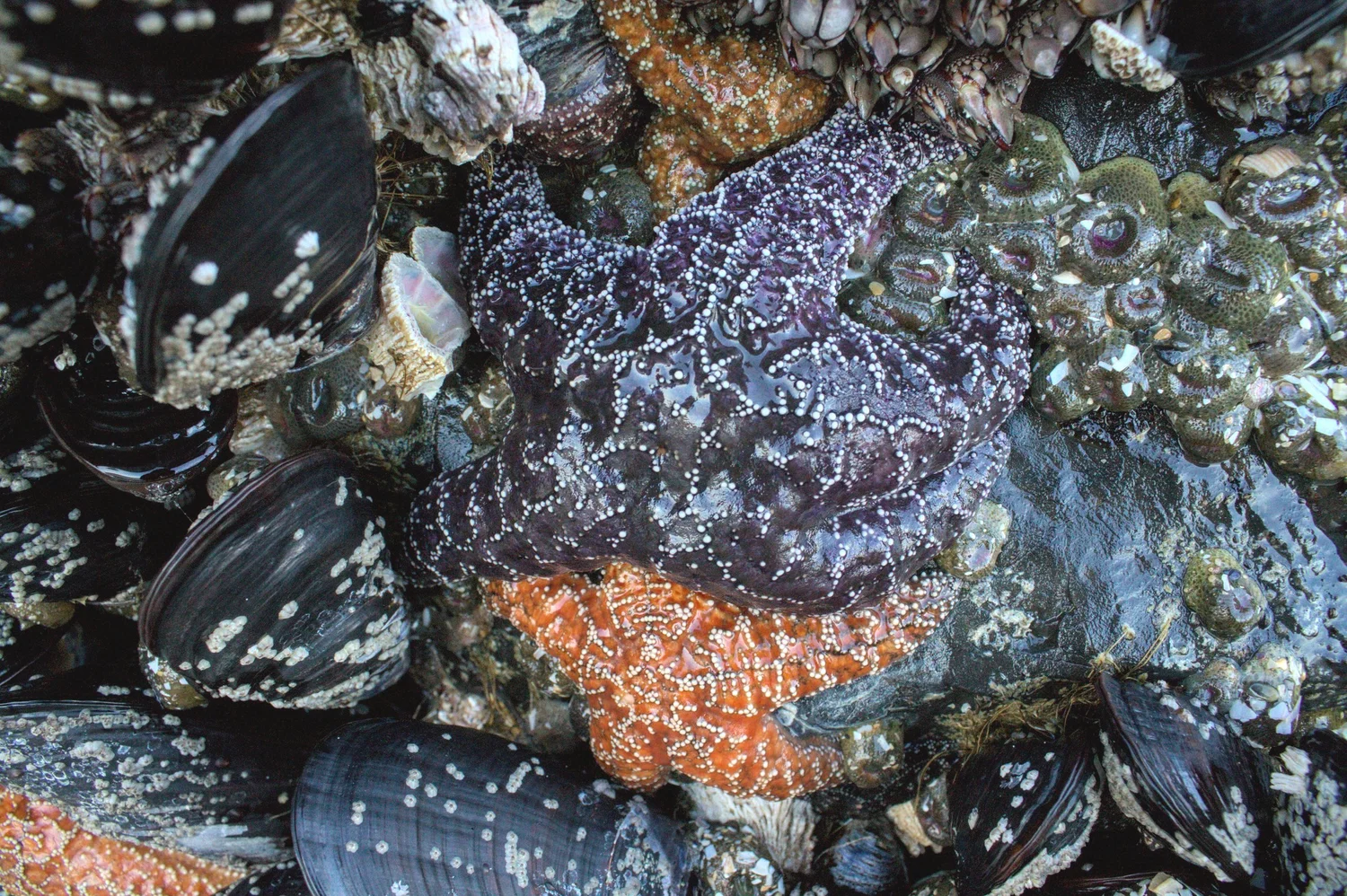 20 Best Oregon Coast Beaches to See Tidepools — Pines and Vines
