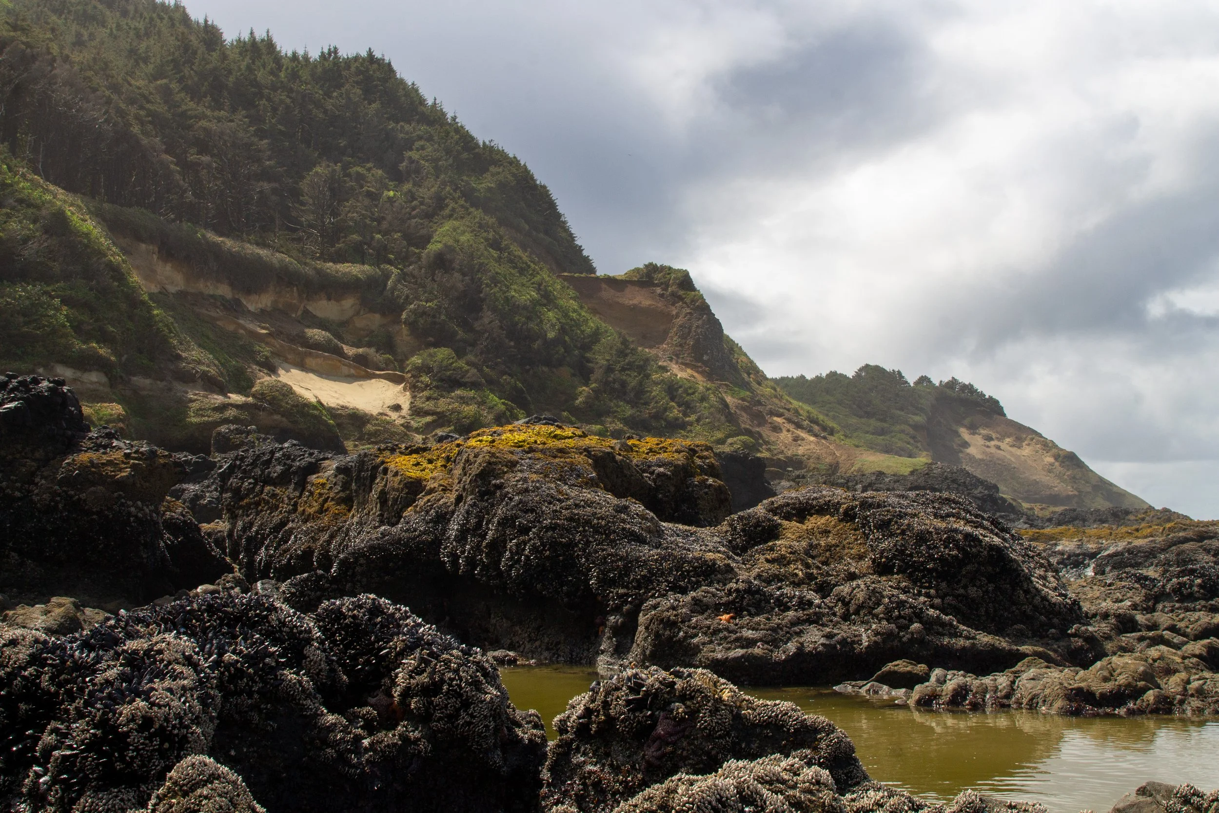 Neptune State Scenic Viewpoint — Pines and Vines