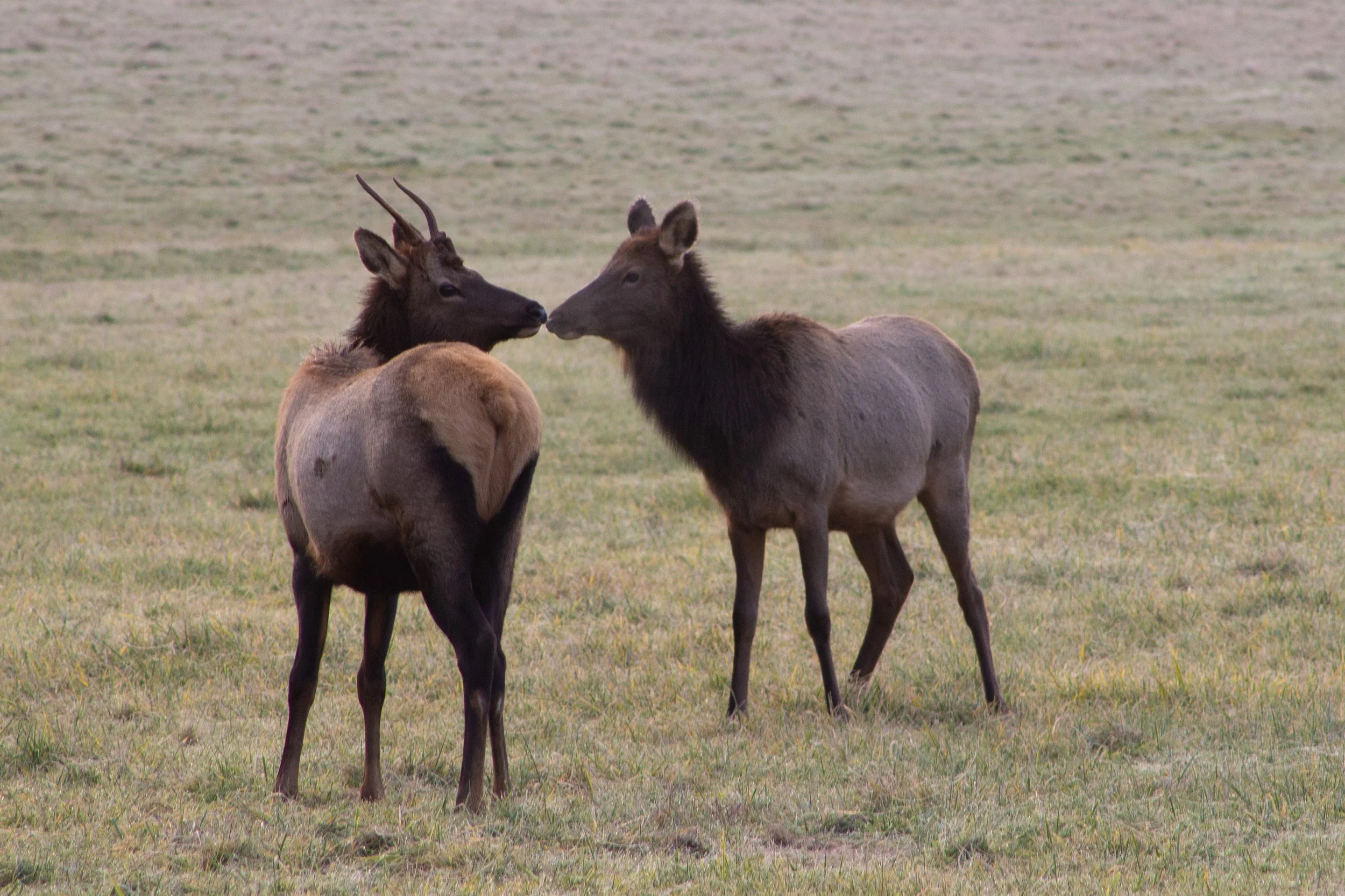 How to Take an Elk Feeding Tour at Jewell Meadows — Pines and Vines