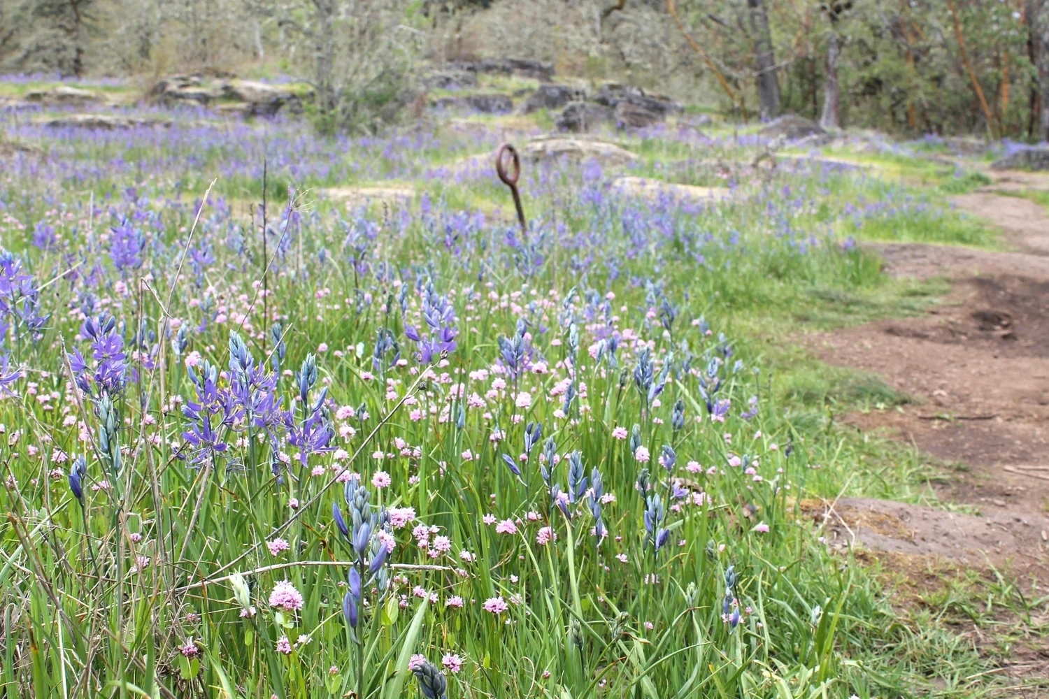 Camassia Natural Area and 2 More Parks to See Camas Blooming Near ...