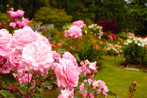 10 Best Flower Farms and Festivals near Portland — Pines and Vines