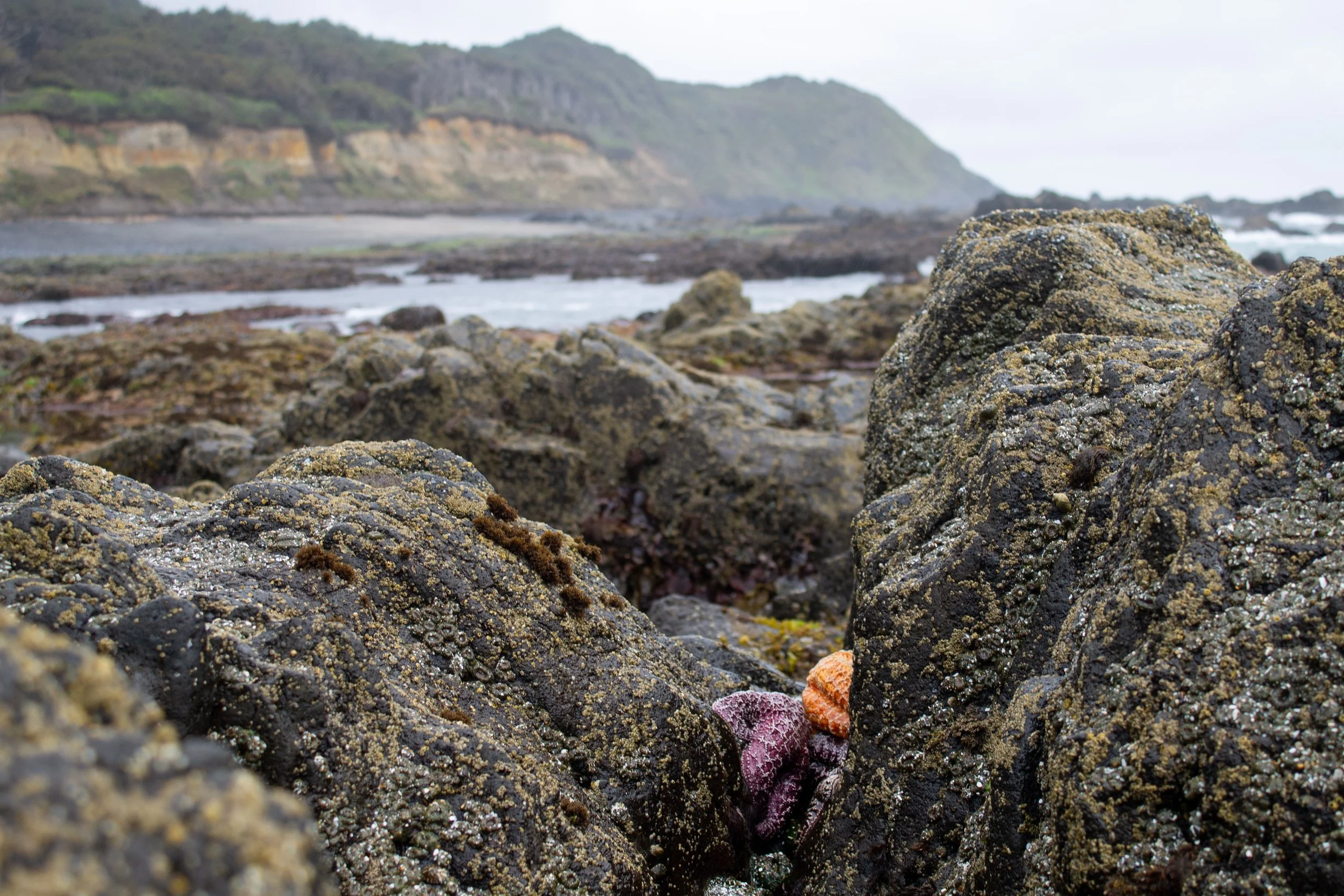 Neptune State Scenic Viewpoint — Pines and Vines