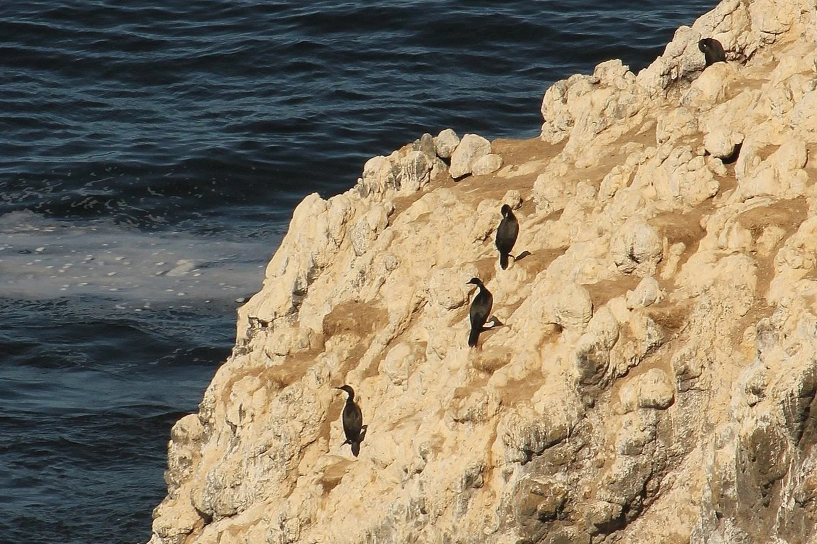 Amazing Wildlife of the Oregon Coast (and where to see it! — Pines and ...