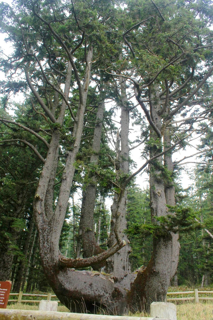 A Day at the Oregon Coast — Pines and Vines