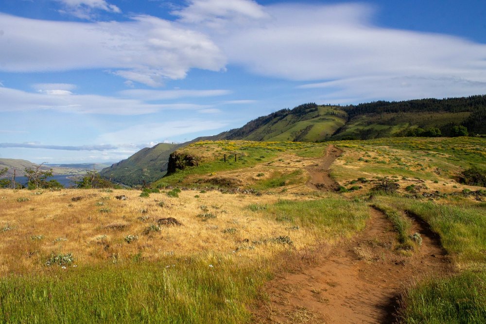 Rowena Plateau Wildflower Hike — Pines and Vines