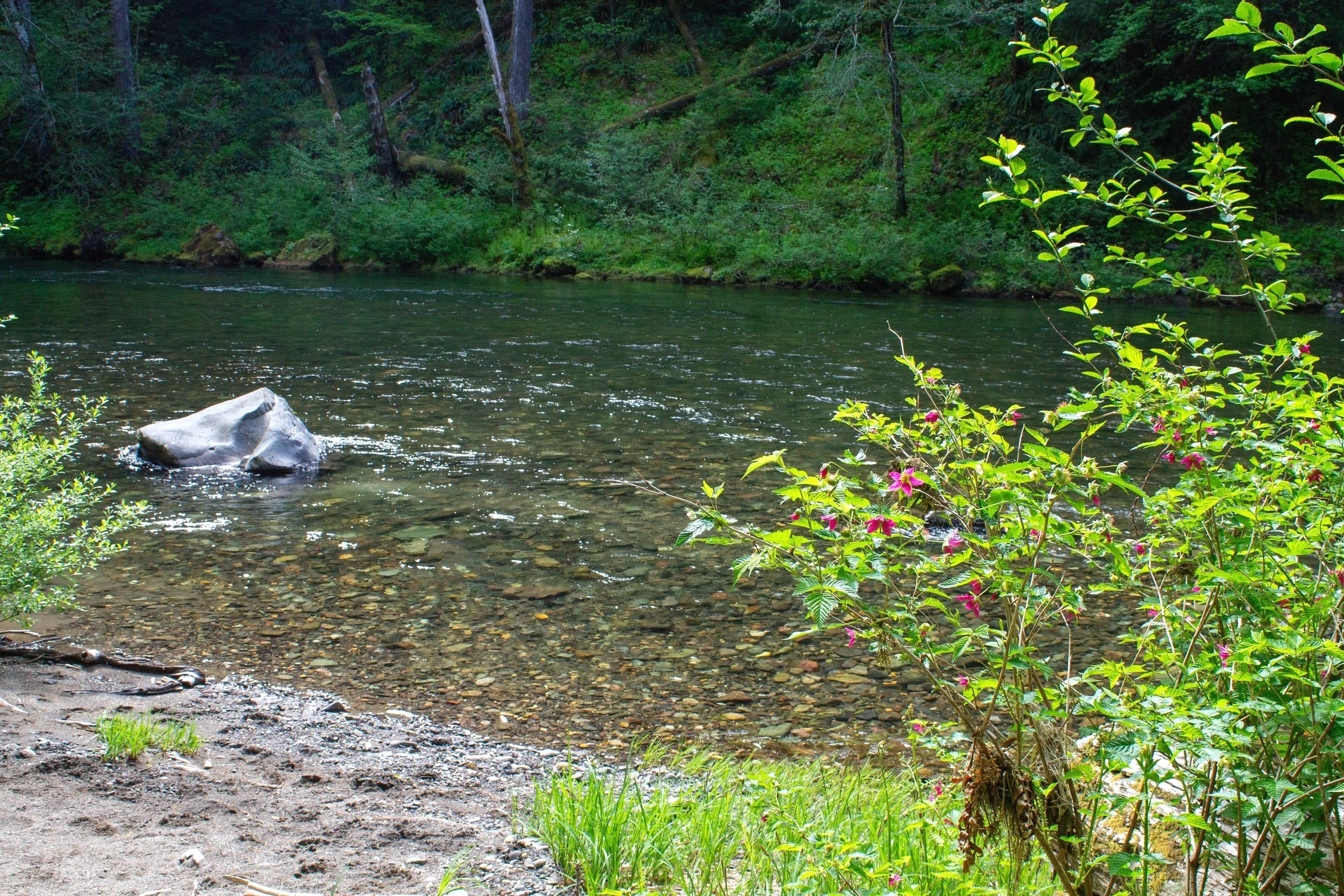 The Lewis River’s Magnificent Waterfalls — Pines and Vines