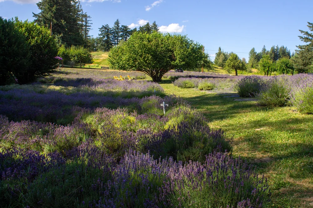 7 Stunning Lavender Farms near Portland — Pines and Vines