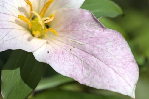 7 Beautiful Places to See Trillium Blooming near Portland — Pines and Vines