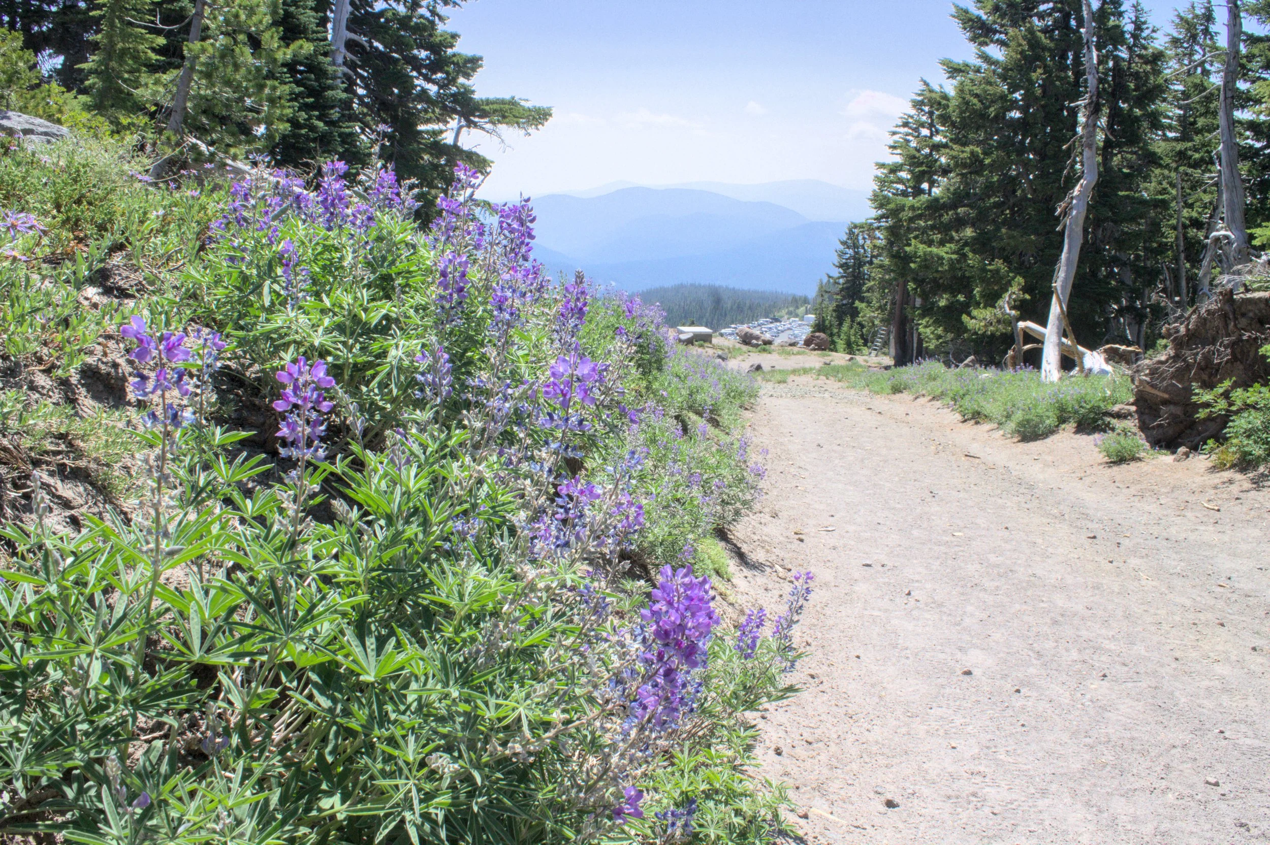 How to Hike to Silcox Hut on Mt Hood — Pines and Vines