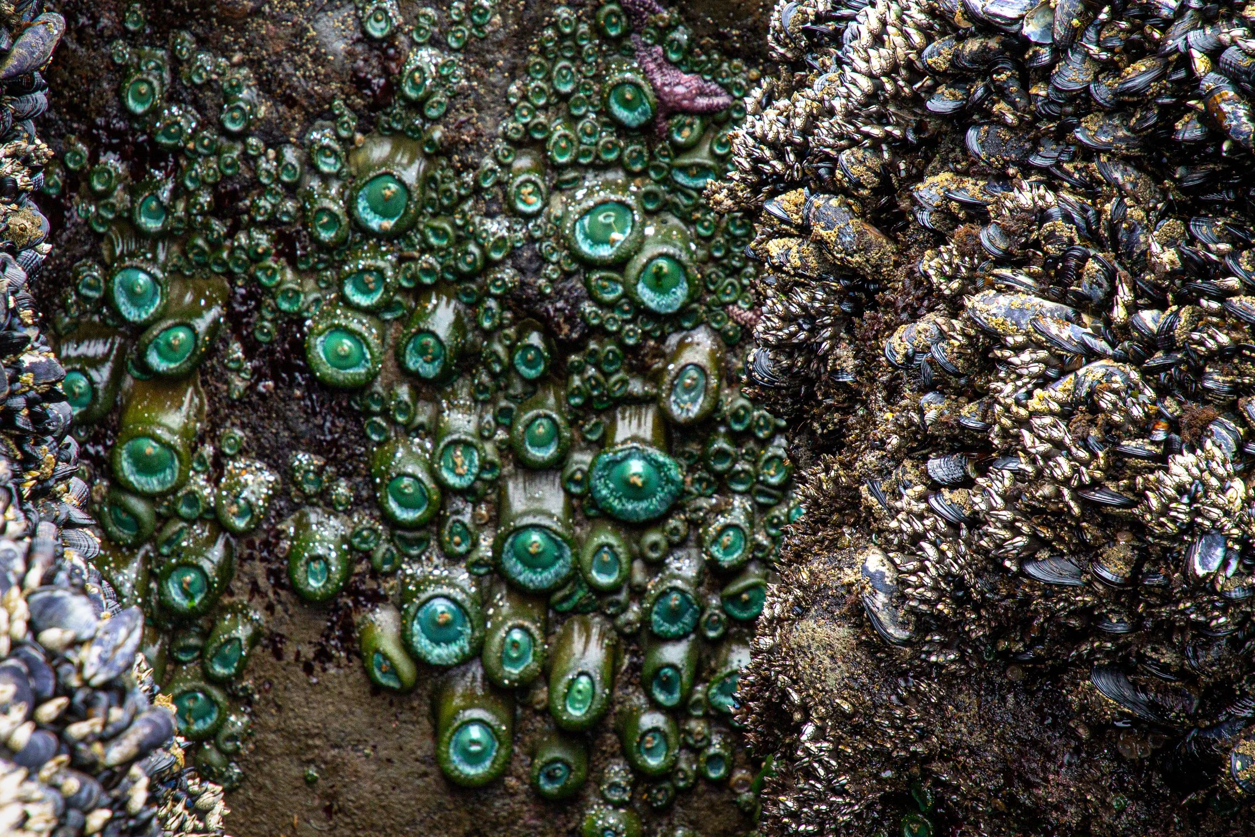 Neptune State Scenic Viewpoint — Pines and Vines