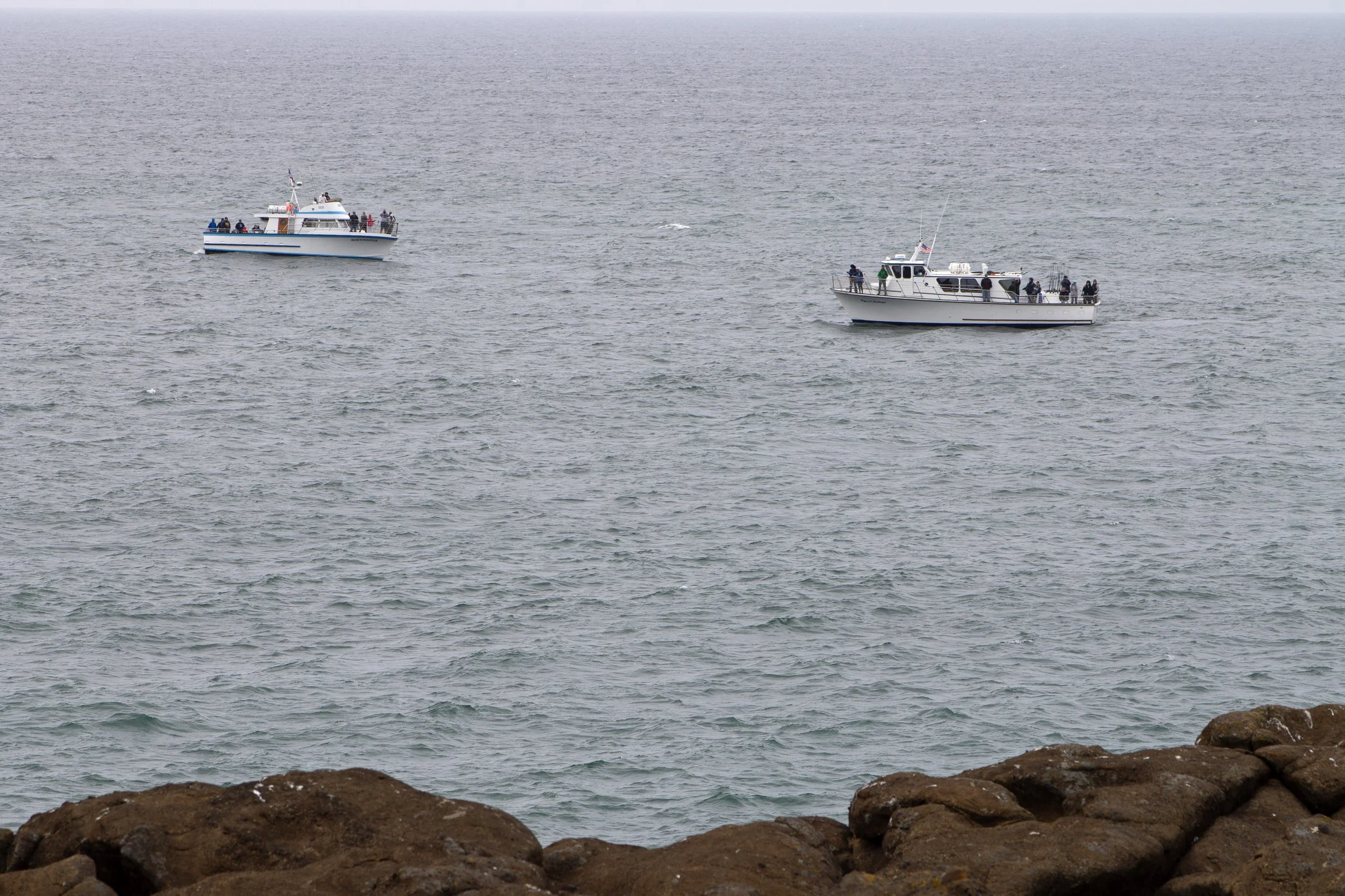 Quick Guide to Whale Watching at the Oregon Coast — Pines and Vines