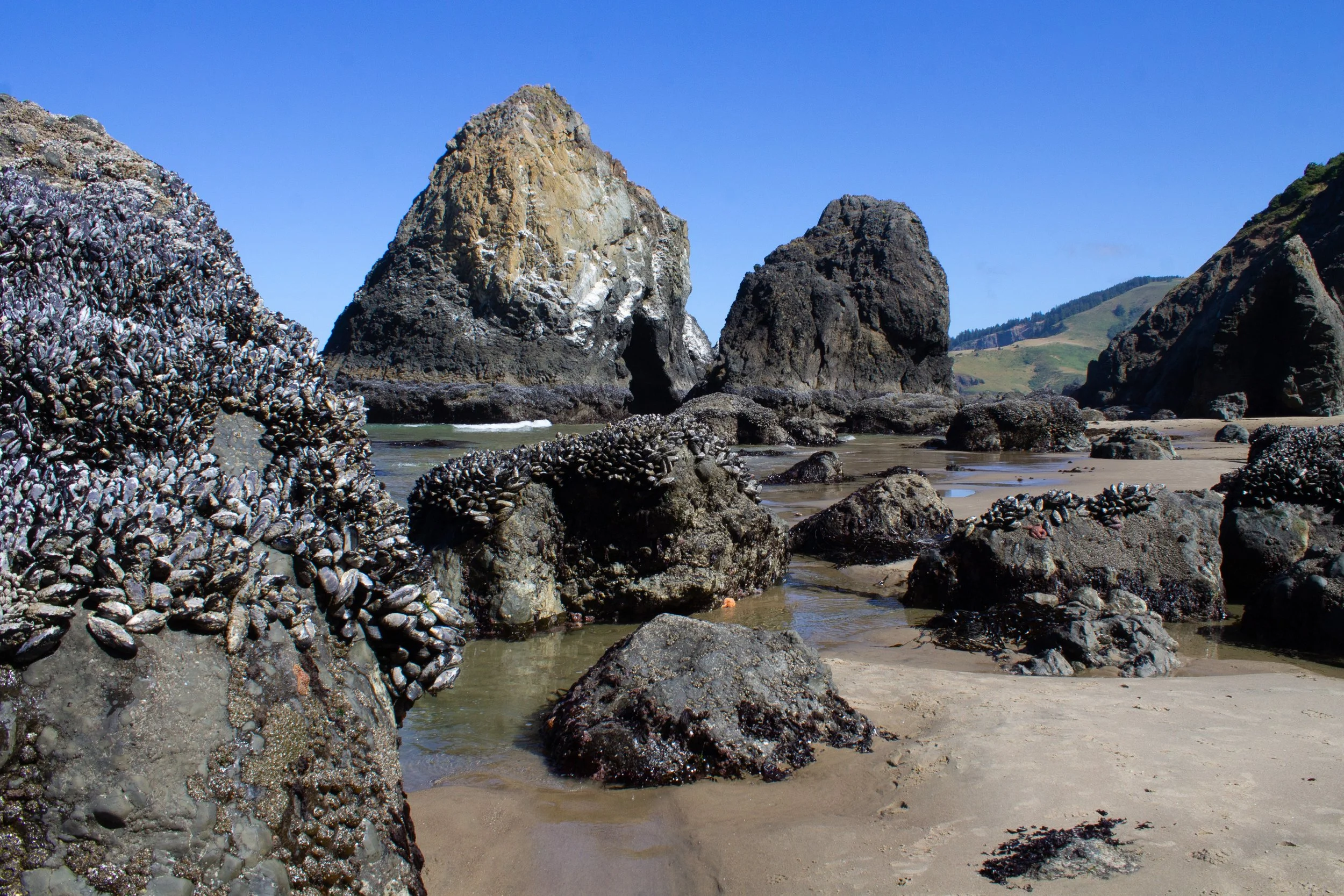 10 Stunning Secret Beaches on the Oregon Coast — Pines and Vines