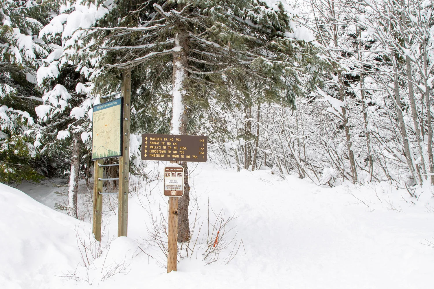 Government Camp to Enid Lake Snowshoe Trail — Pines and Vines