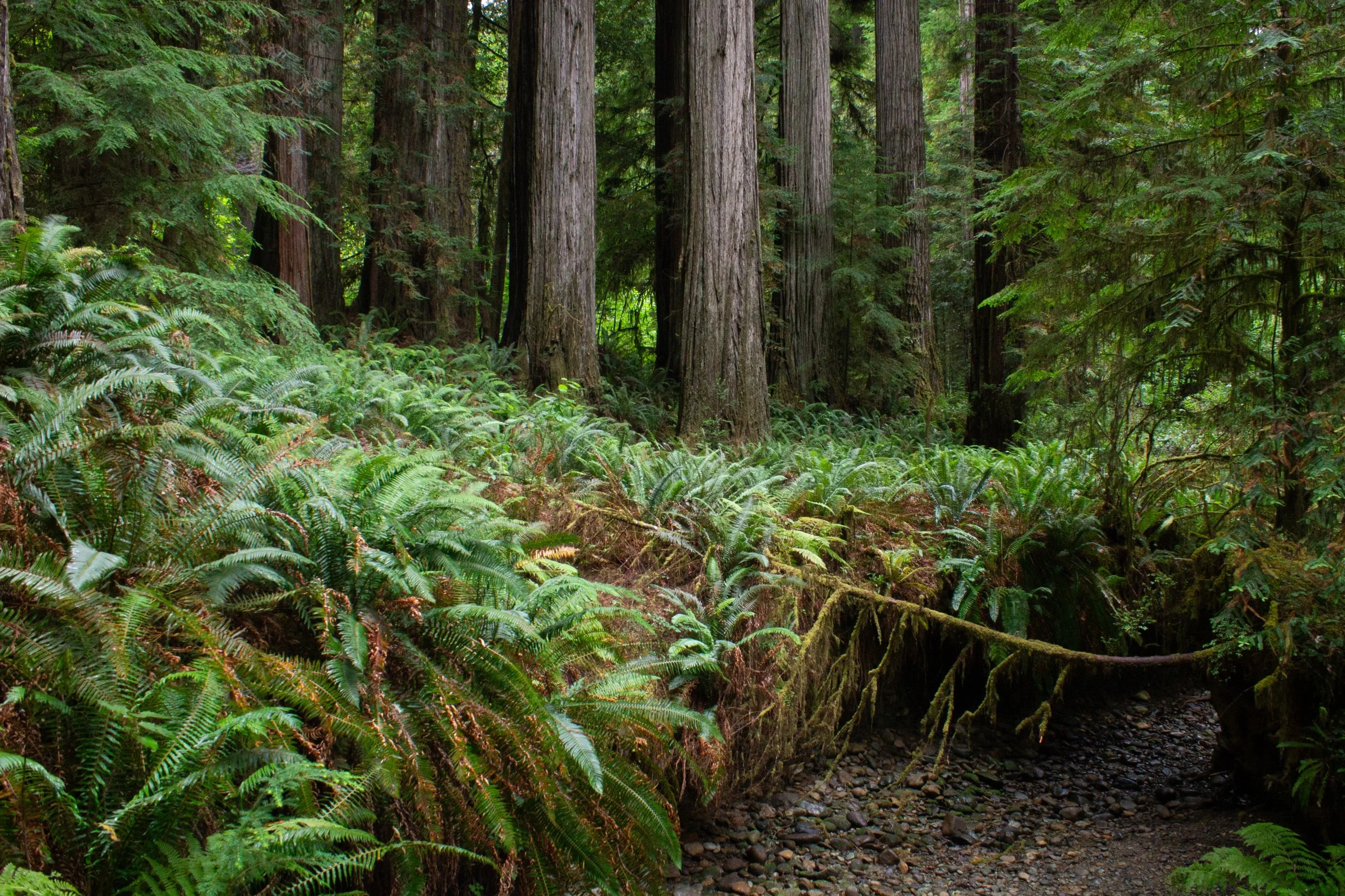 Quick Guide to Jedediah Smith Redwoods State Park — Pines and Vines