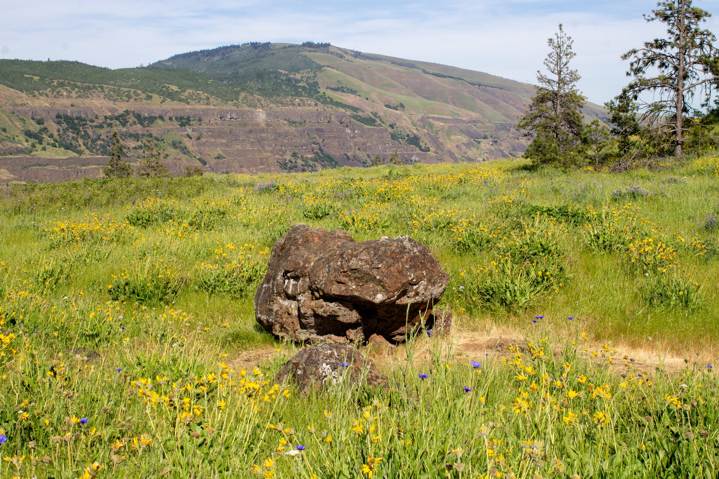 Tom McCall Point Wildflower Hike — Pines and Vines