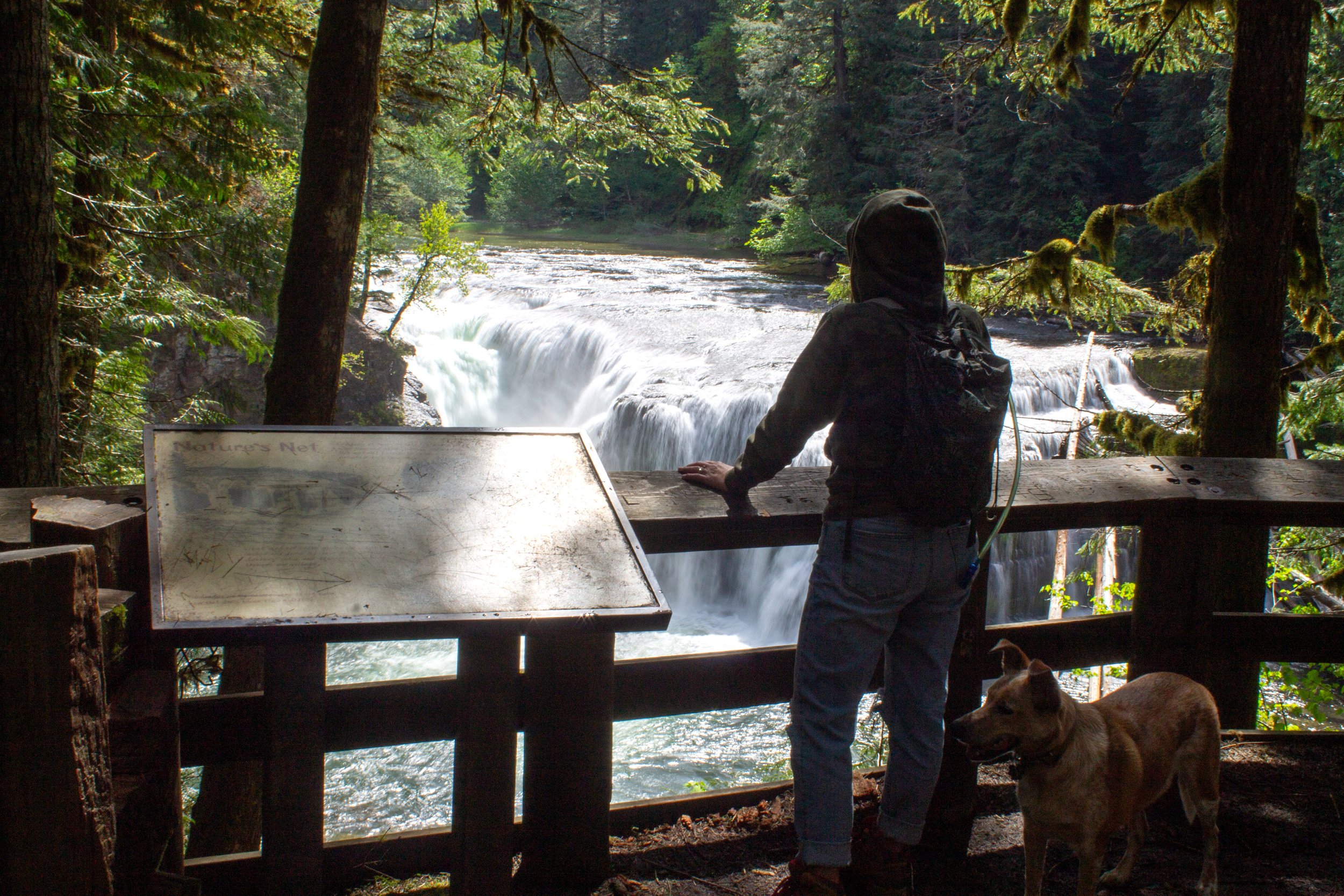 The Lewis River’s Magnificent Waterfalls — Pines and Vines