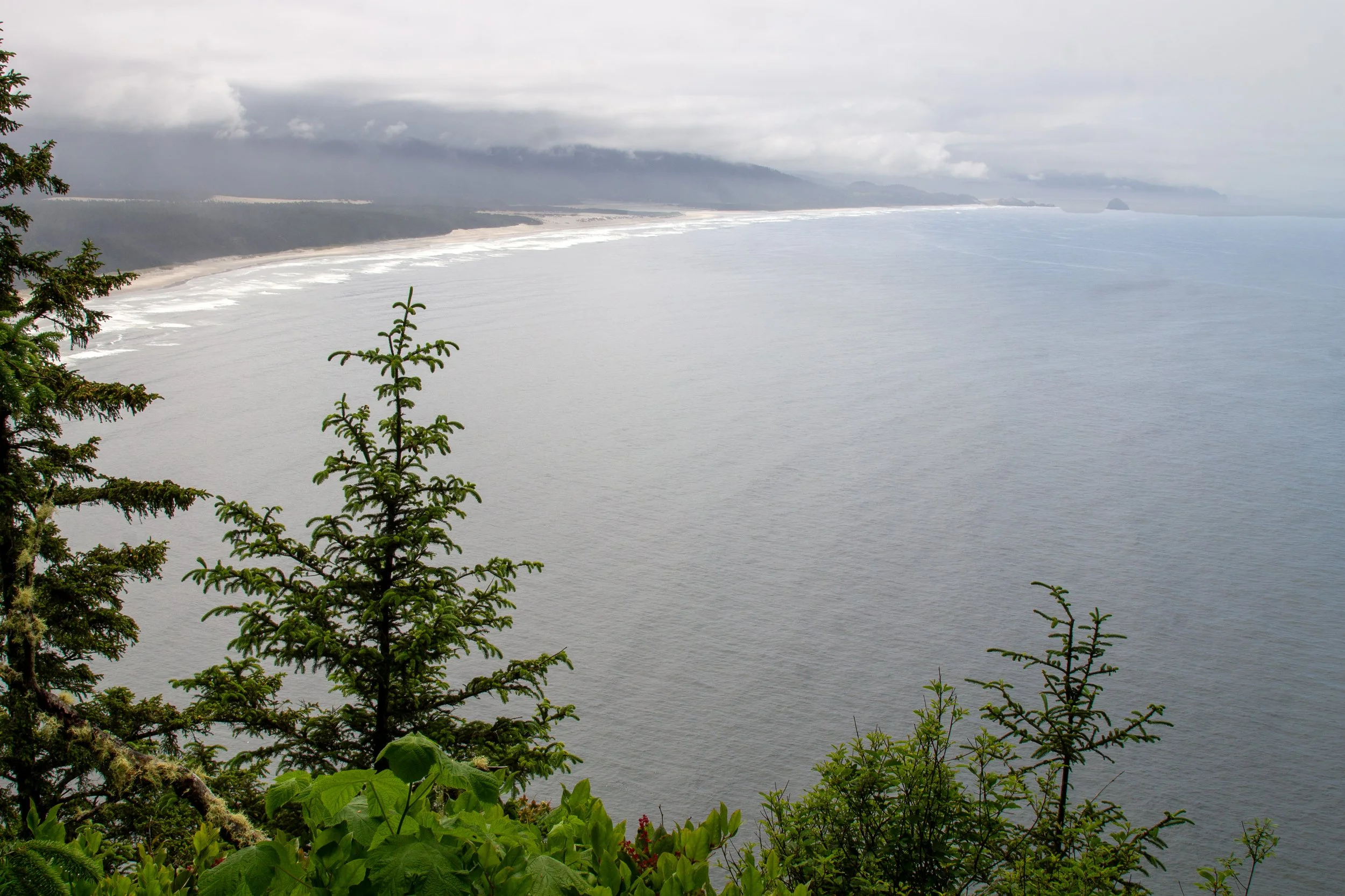 Cape Lookout Trail — Pines and Vines