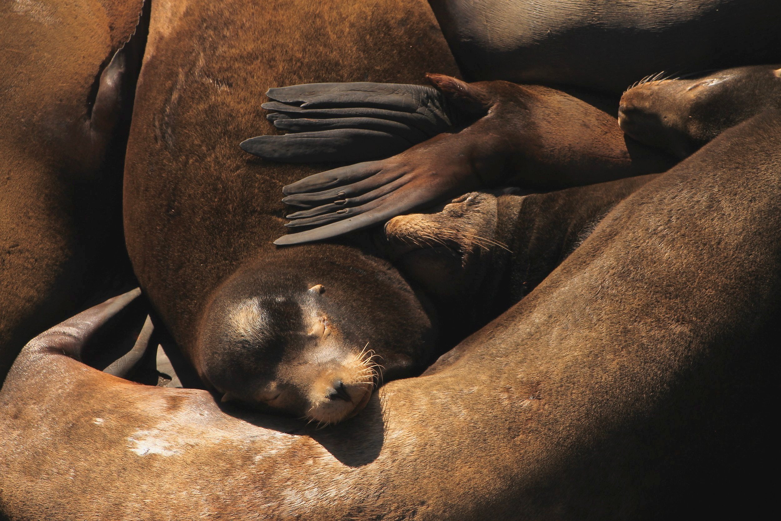 Amazing Wildlife of the Oregon Coast (and where to see it! — Pines and ...