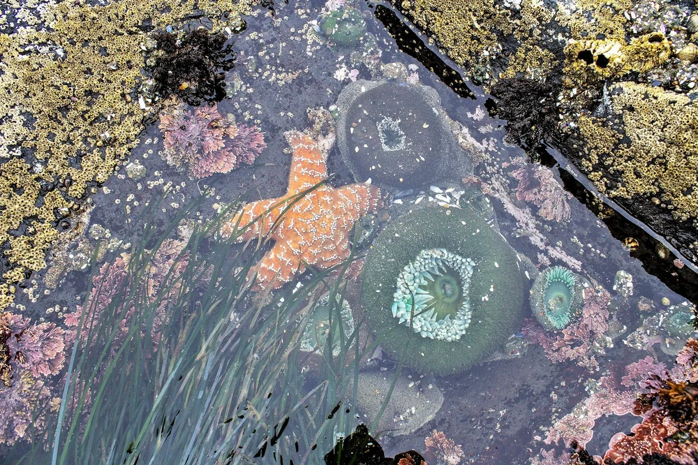 20 Best Oregon Coast Beaches to See Tidepools — Pines and Vines