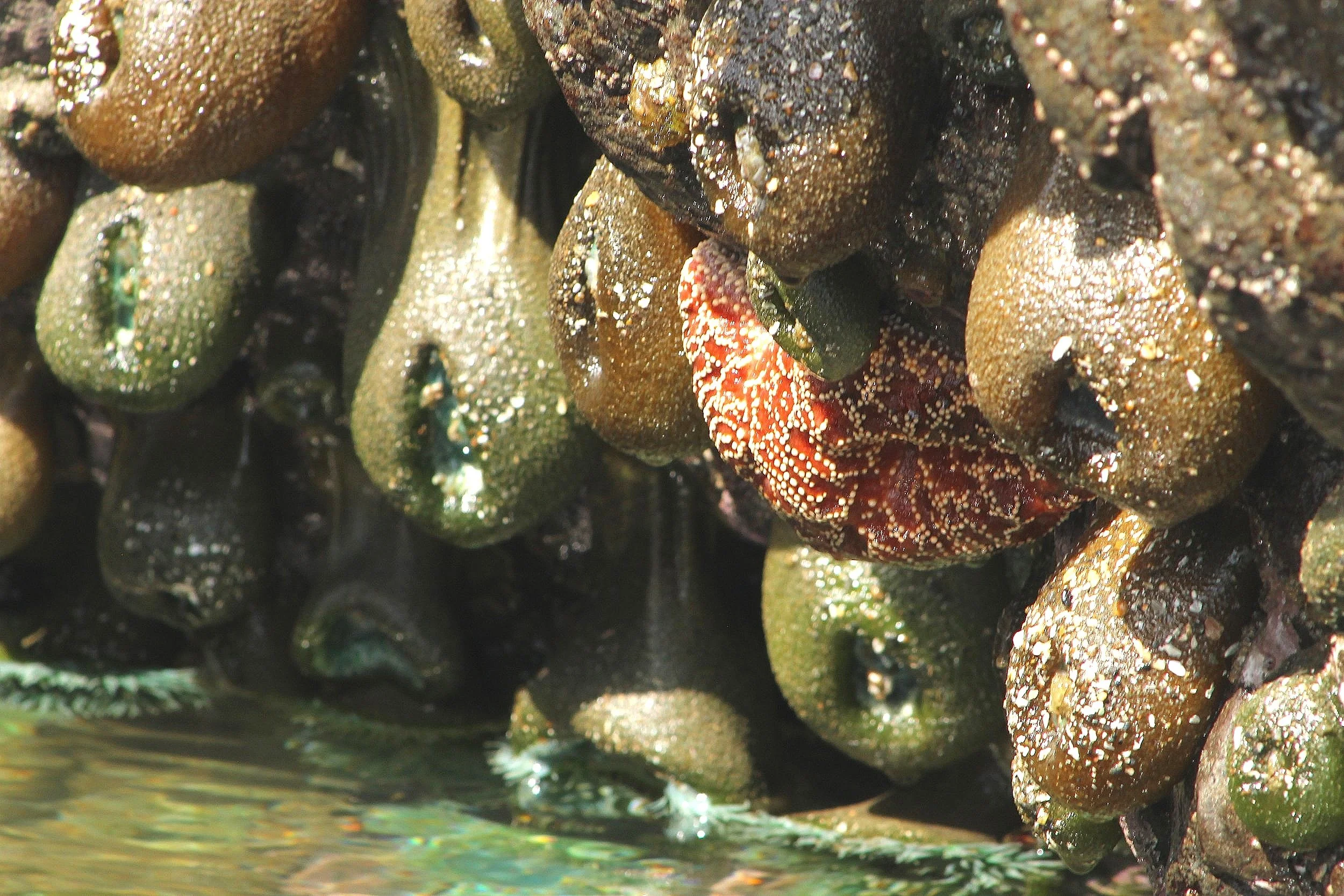 Amazing Wildlife of the Oregon Coast (and where to see it! — Pines and ...